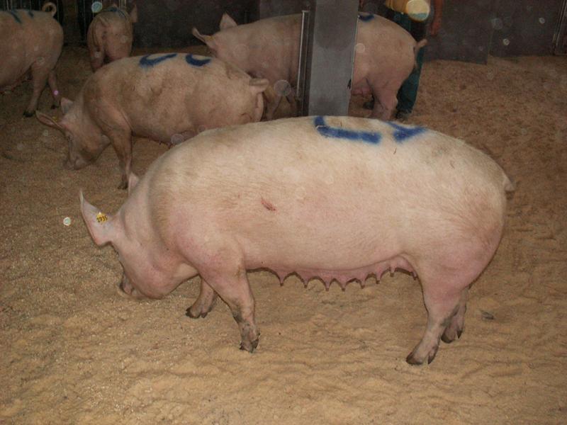 Poľnohospodárske družstvo Hlohovec