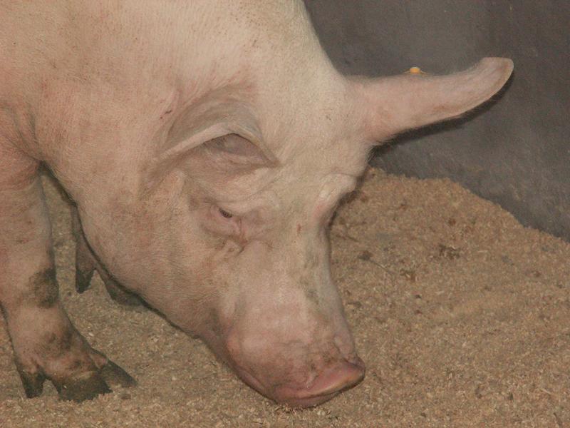 Poľnohospodárske družstvo Hlohovec